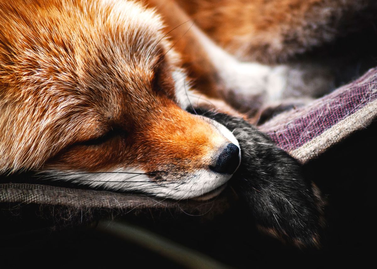 'Pippin the Fox Sleeping' Poster, picture, metal print, paint by Shiloh ...