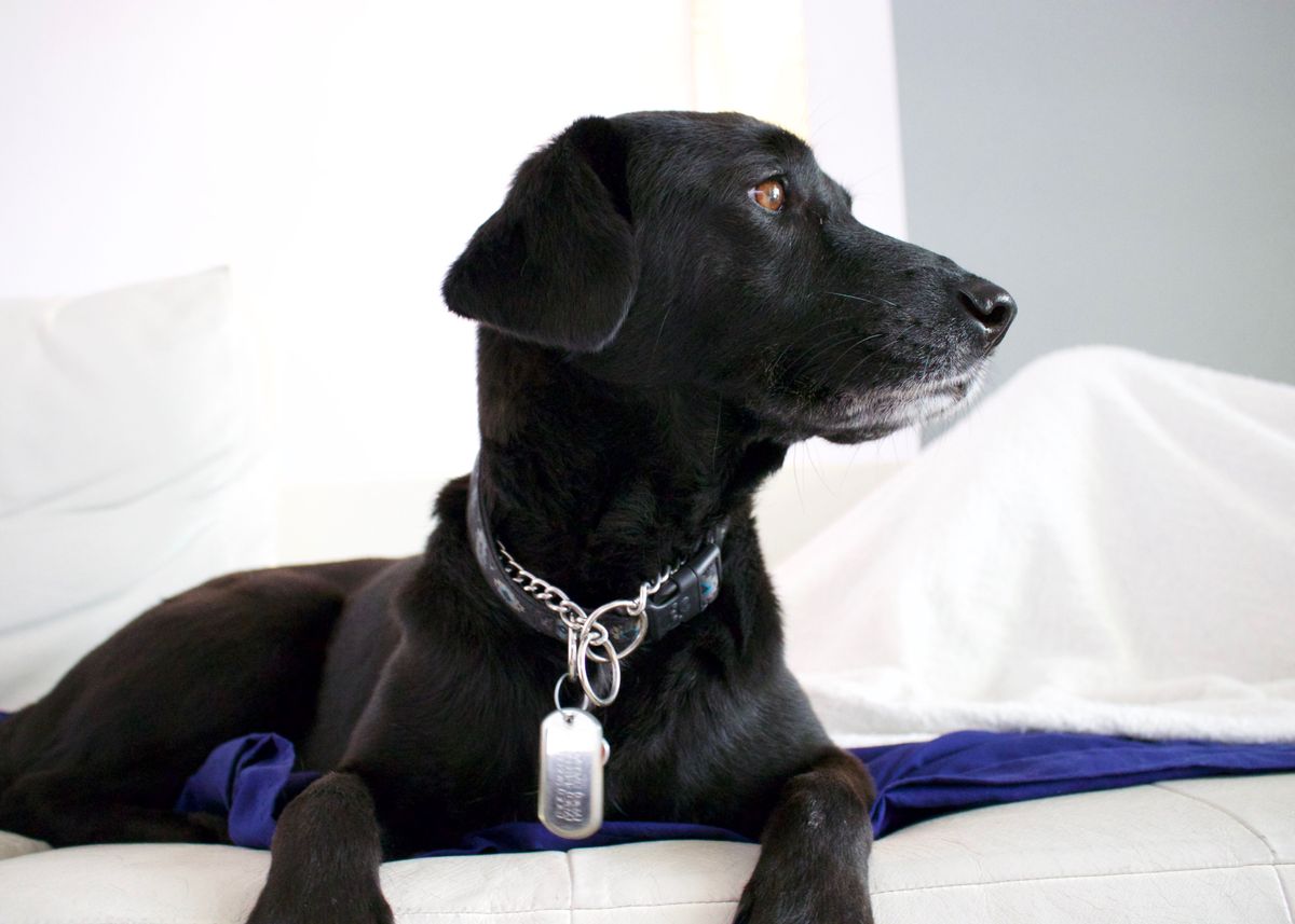 'Ottie the Dog' Poster, picture, metal print, paint by Nicolas Perez ...