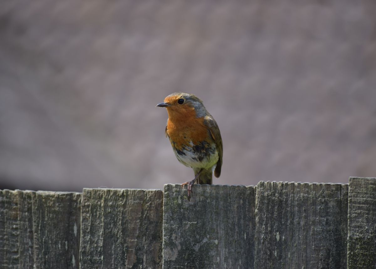 'Robbin' Poster by Sebastian Isted | Displate