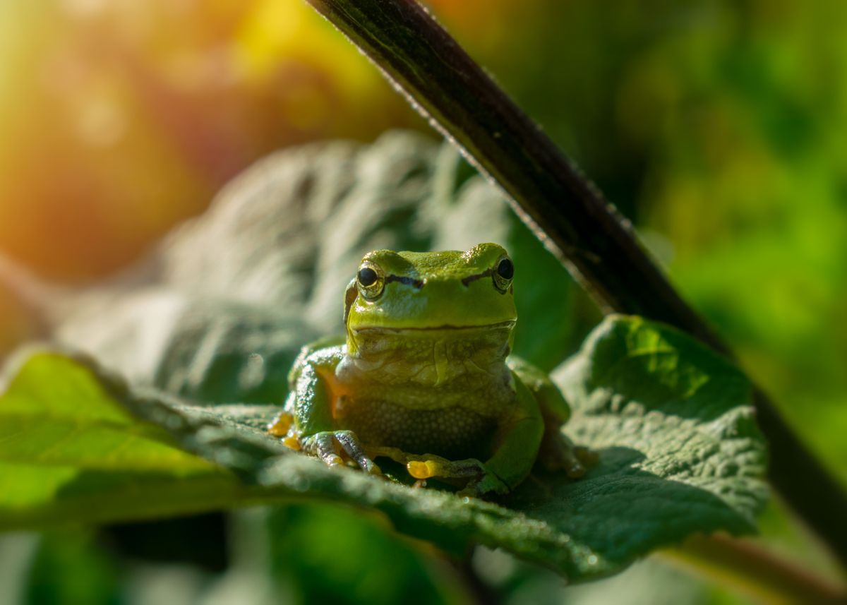 'Green Tree Frog' Poster, picture, metal print, paint by Lizard Wizard ...