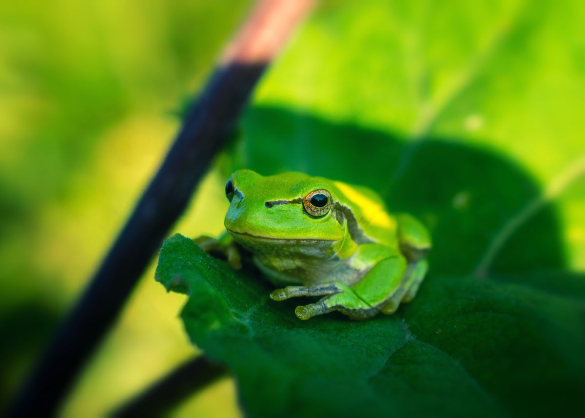 'Green Tree Frog ' Poster, picture, metal print, paint by Lizard Wizard ...