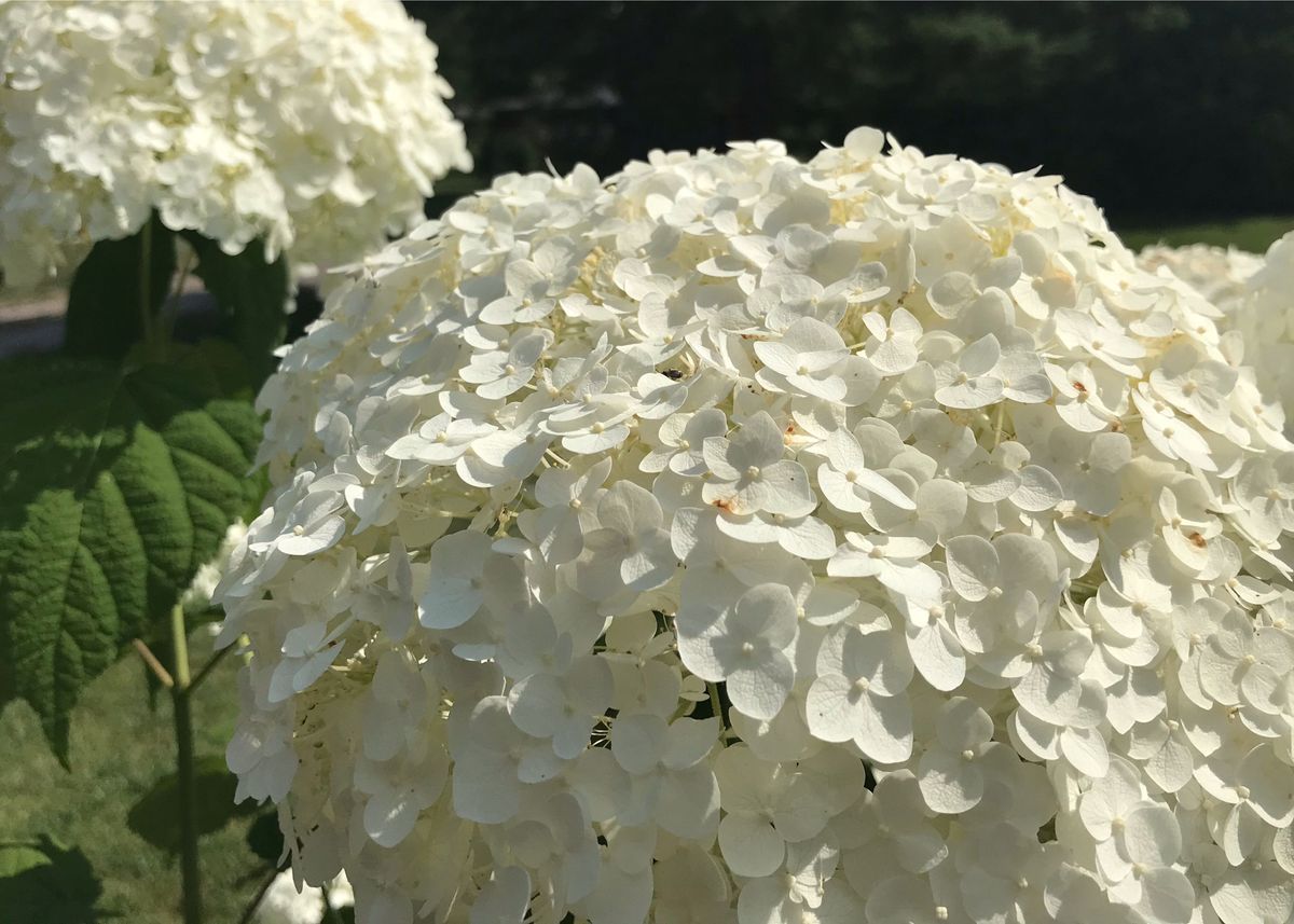 'Hyacinth' Poster, picture, metal print, paint by John Neil | Displate