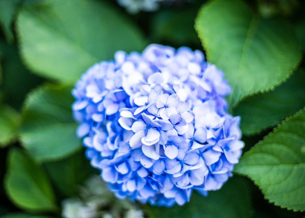 'Hydrangea ' Poster, picture, metal print, paint by Jacob Harter | Displate