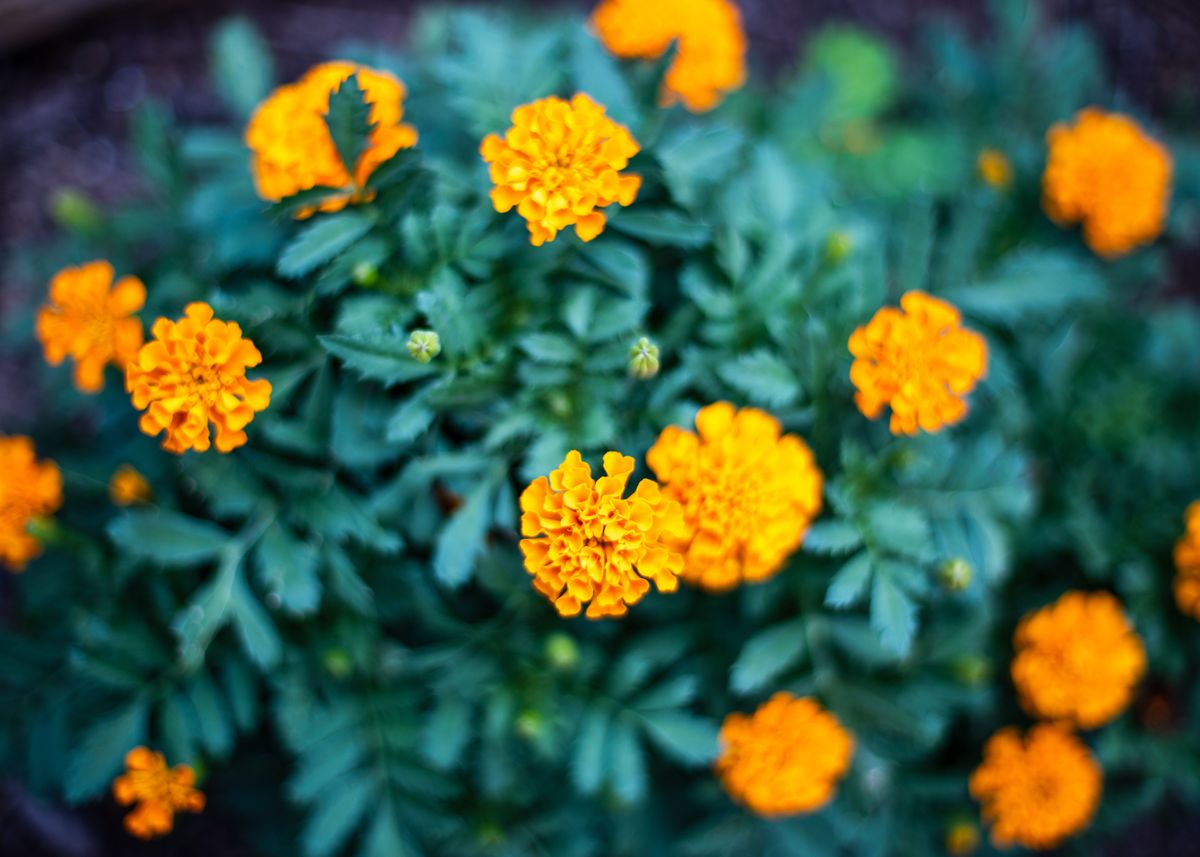 'Mums' Poster, picture, metal print, paint by Jacob Harter | Displate