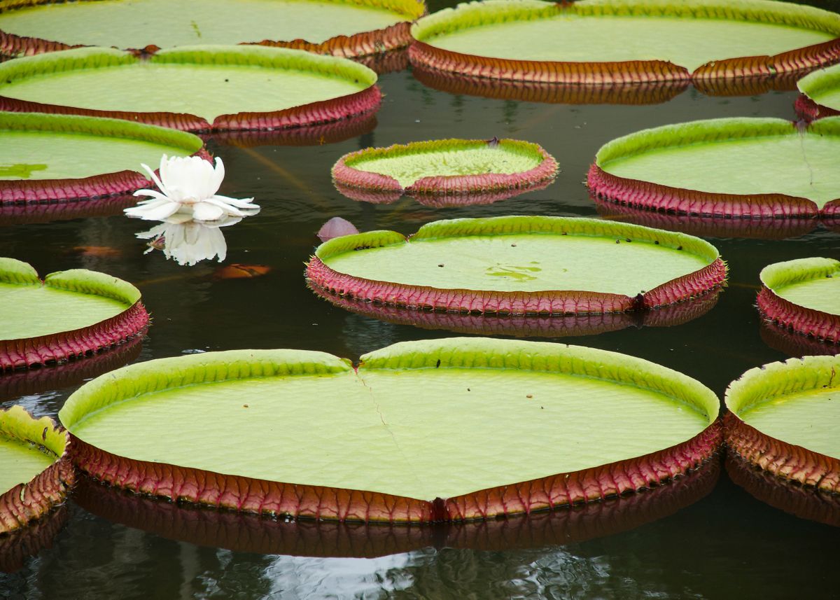 'Victoria amazonica' Poster, picture, metal print, paint by Vanessa ...