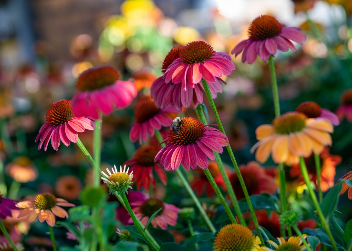 'Coneflowers' Poster by Cathy Donohoue | Displate