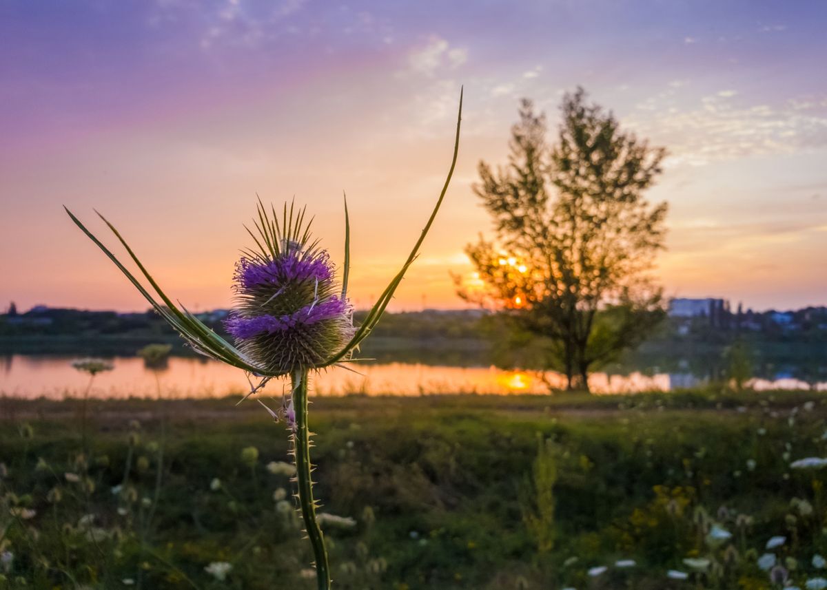 'teasel' Poster, picture, metal print, paint by PsychoShadow | Displate
