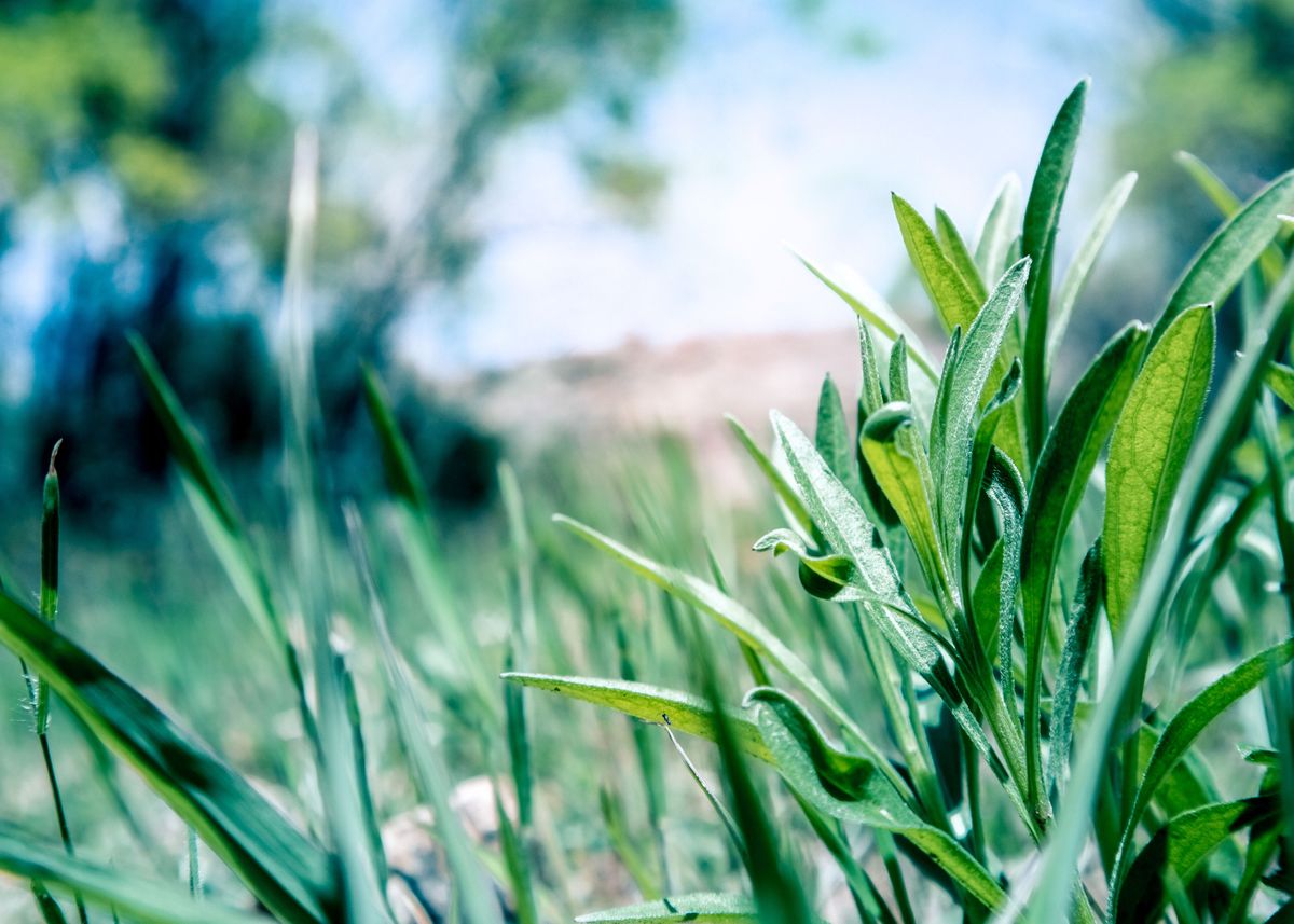 'Macro of grass' Poster by Phillip Holman | Displate