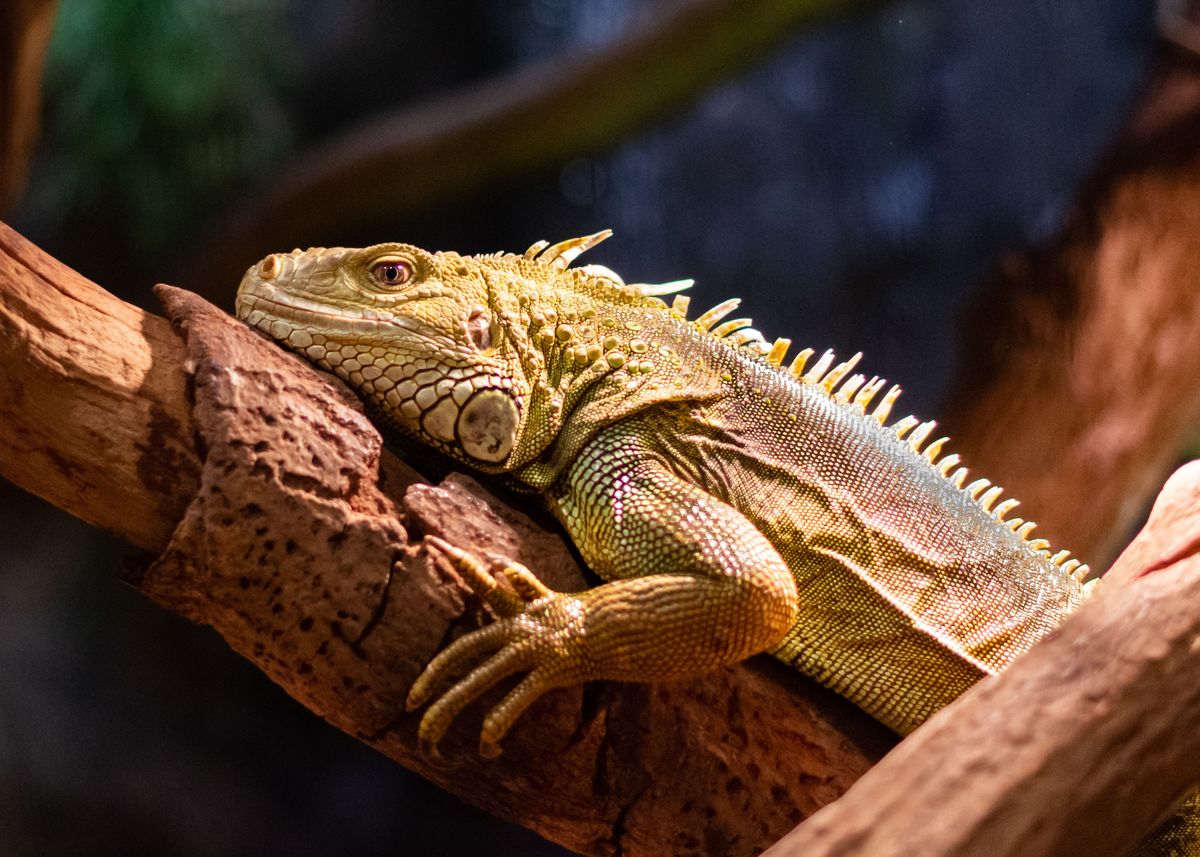 'Resting Lizard' Poster by Andy Boets | Displate