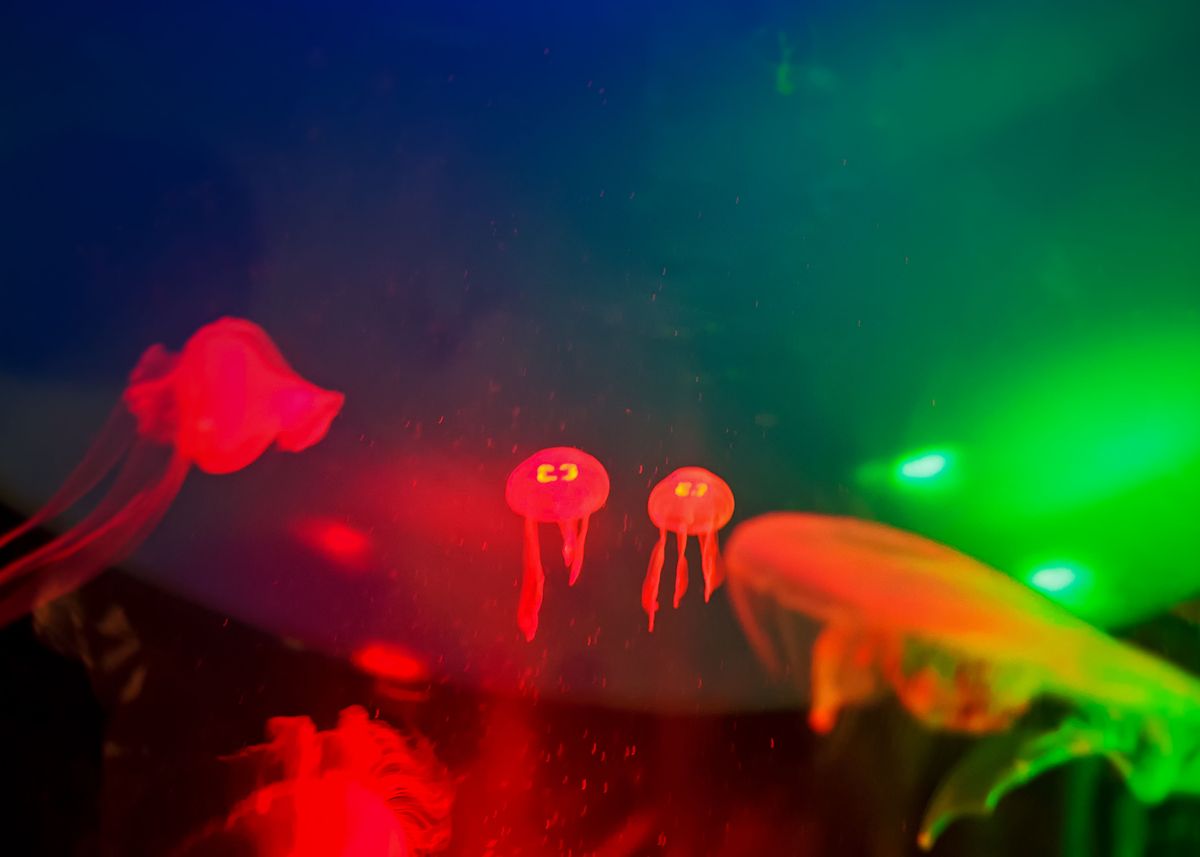 'Tiny Jellyfish Twins' Poster by Jukka Heinovirta | Displate