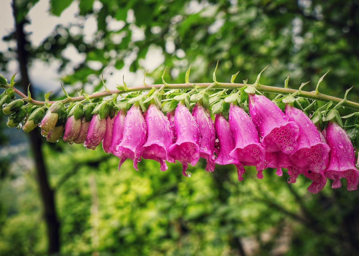 'foxglove' Poster, picture, metal print, paint by Leah Turpin | Displate