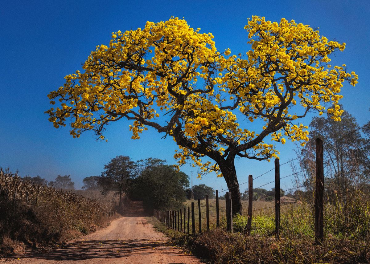 'Yellow Tree Road' Poster, picture, metal print, paint by Jonathan ...