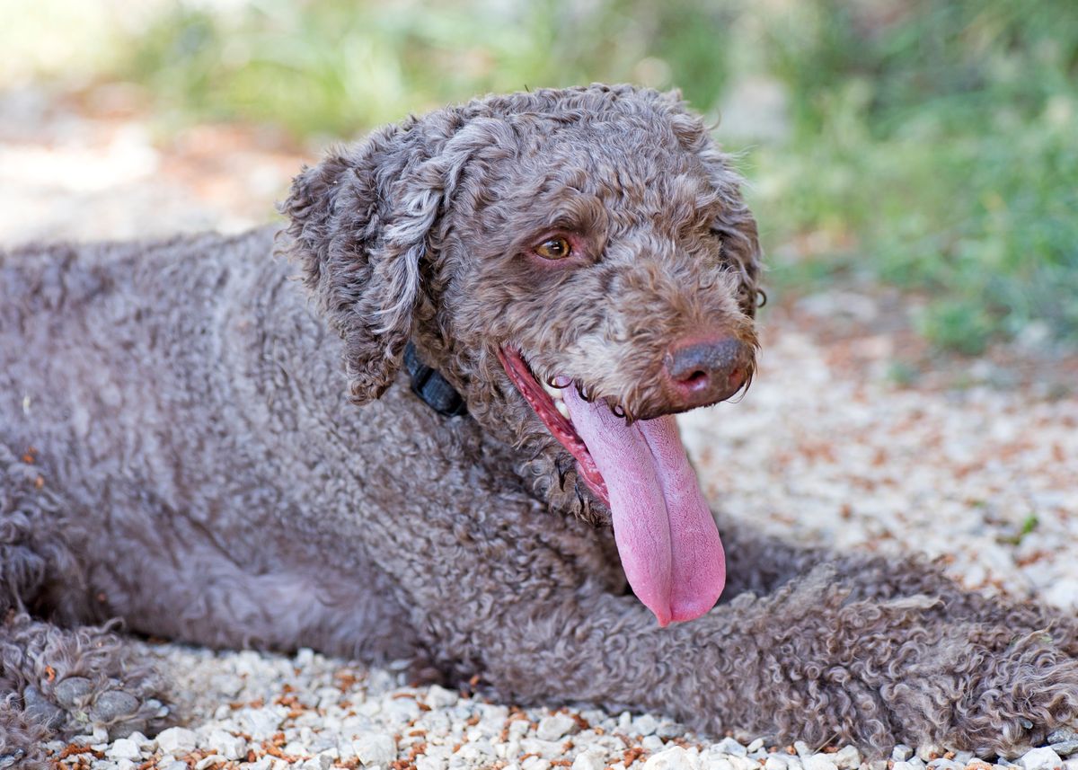 'White Lagotto Romagnolo' Poster by BakalaeroZz Photography | Displate