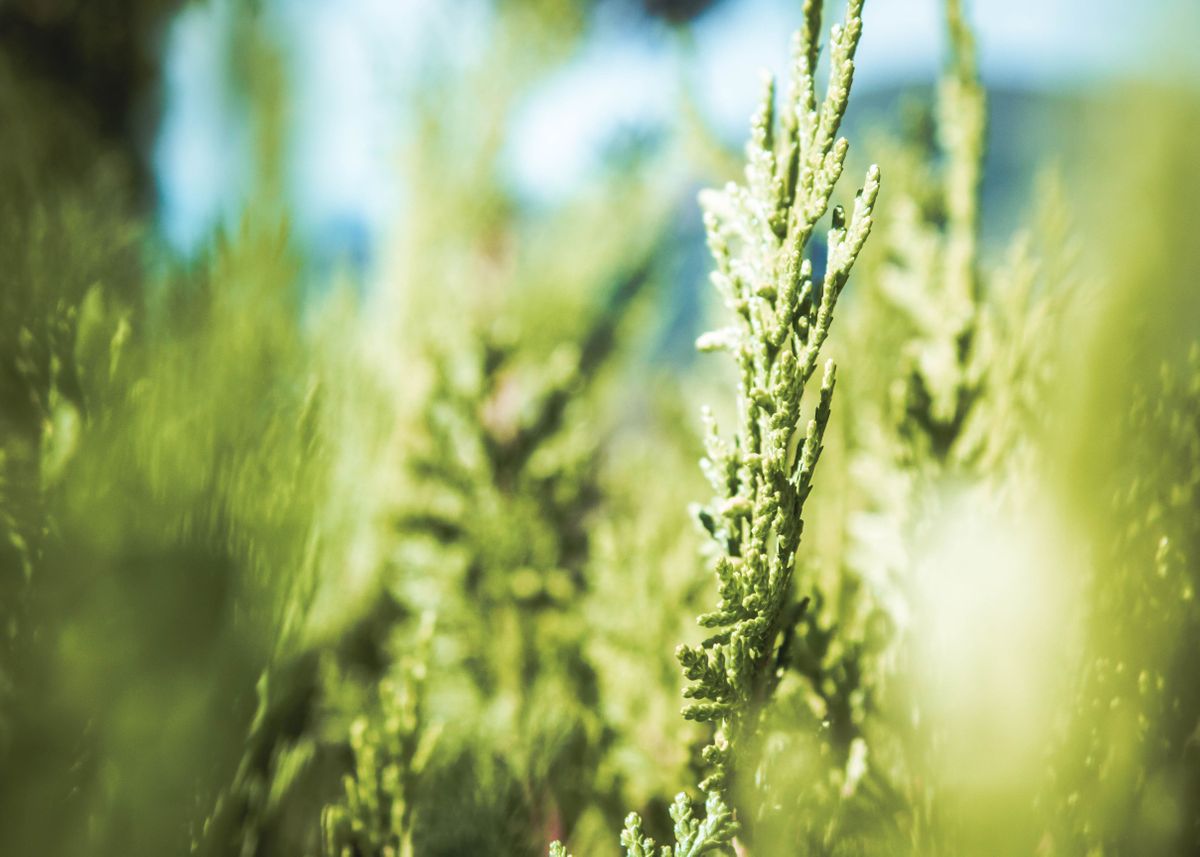 'NATURE' Poster, picture, metal print, paint by Alejandro Lomeli | Displate