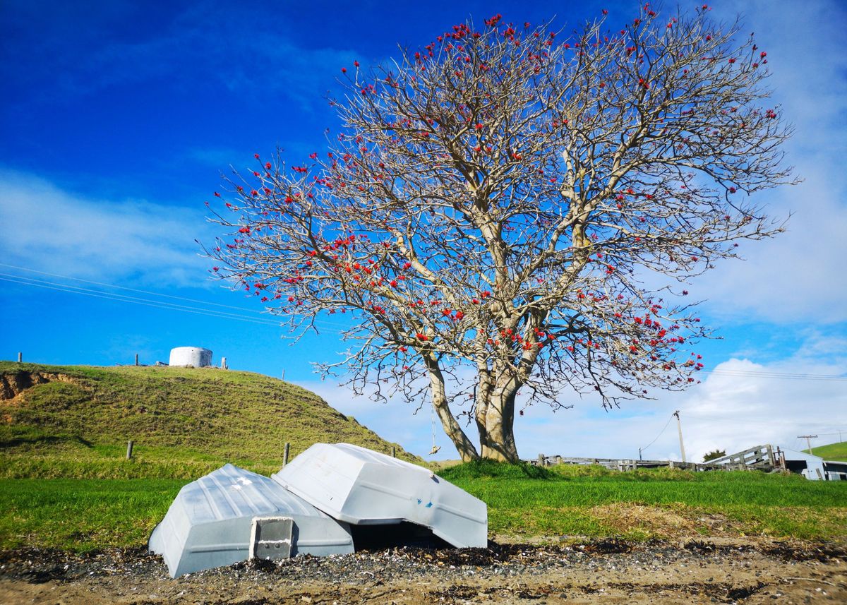'Taiharuru New Zealand' Poster, picture, metal print, paint by Shane ...