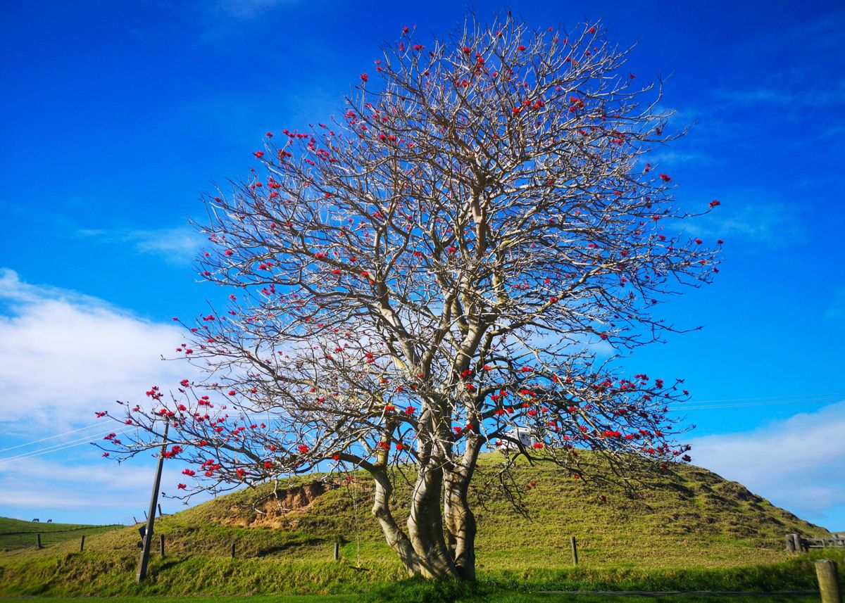 'Taiharuru New Zealand' Poster by Shane Kanara | Displate