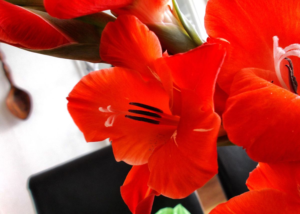 'Crimson Bloom' Poster by Nexieane | Displate