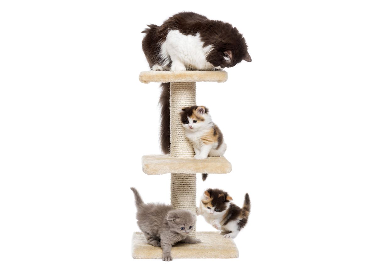 'Cat tree' Poster, picture, metal print, paint by Naso | Displate