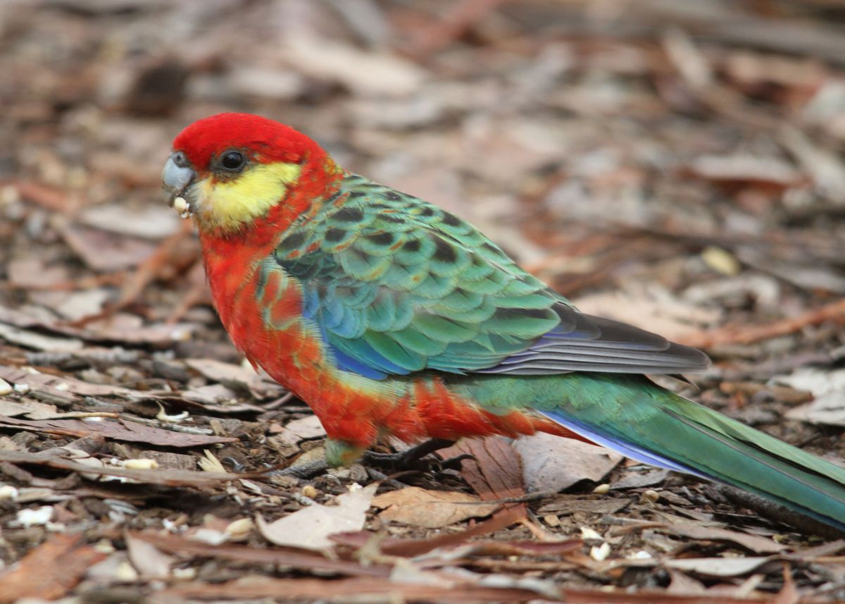 'ROSELLA parrot' Poster, picture, metal print, paint by Naso | Displate