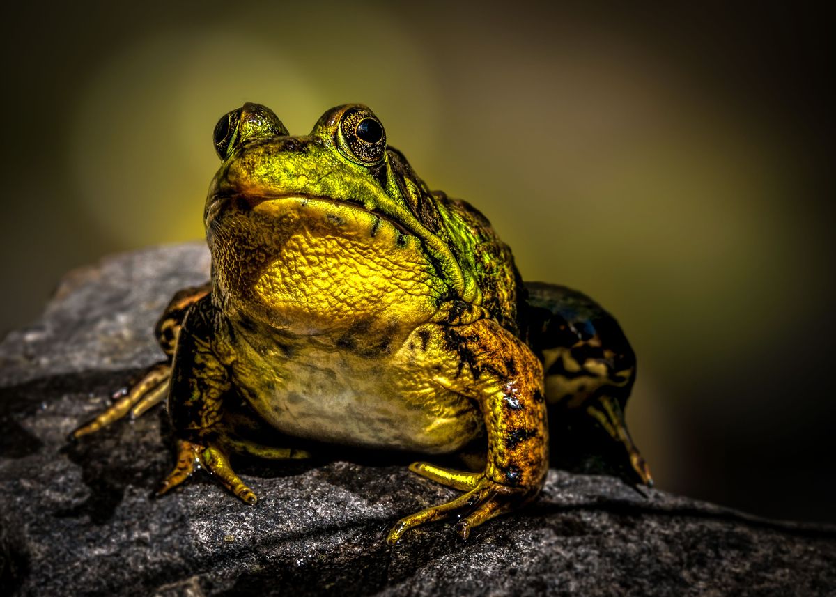 'Bullfrog Smile' Poster, picture, metal print, paint by Bob Orsillo ...