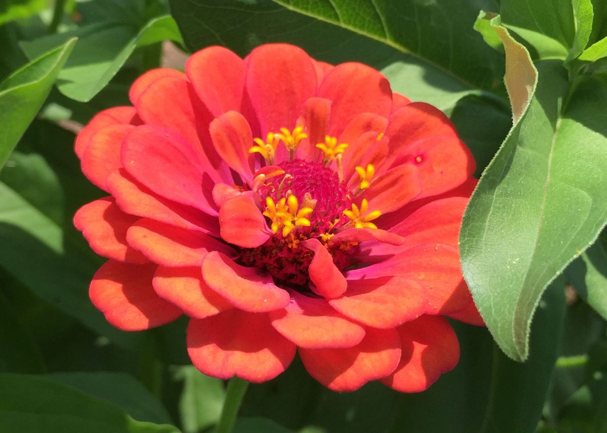 'Beautiful Vibrant Zinnia' Poster, picture, metal print, paint by Shane ...