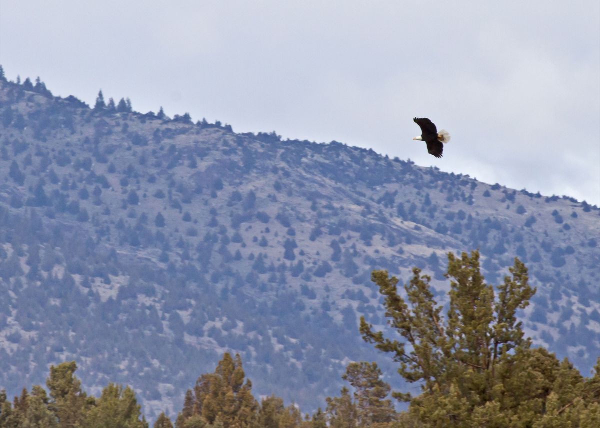 'Animal Farm' Poster by Stunning Wallpapers | Displate
