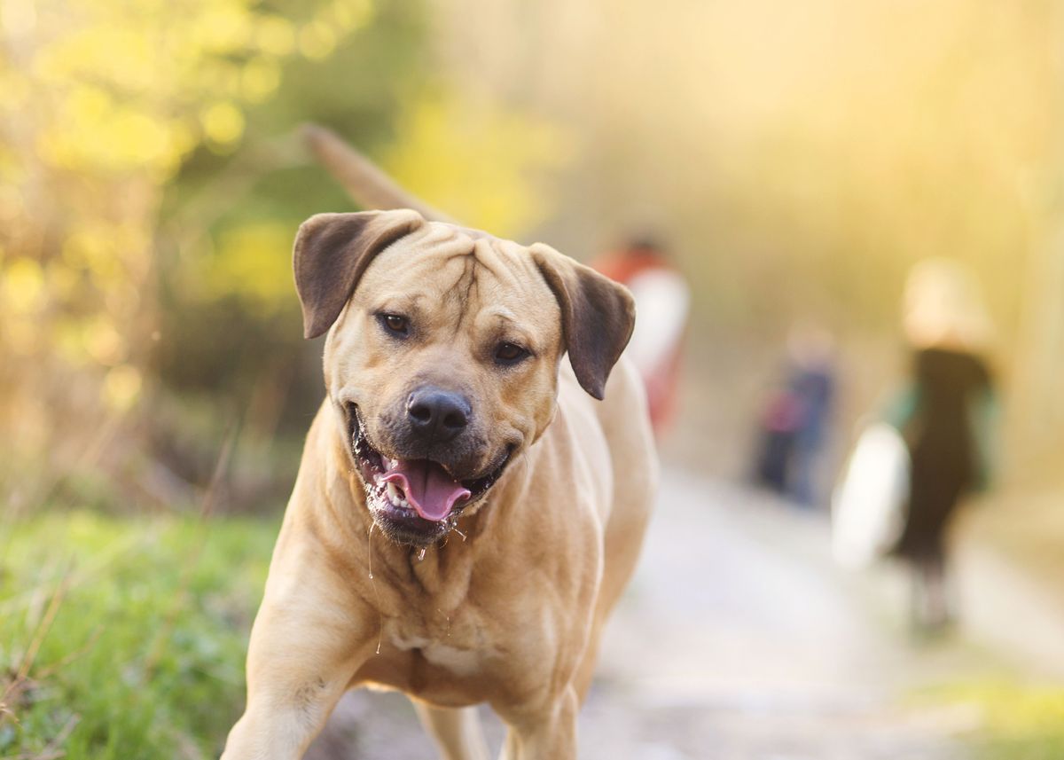 'Dog Walking' Poster by Stunning Wallpapers | Displate