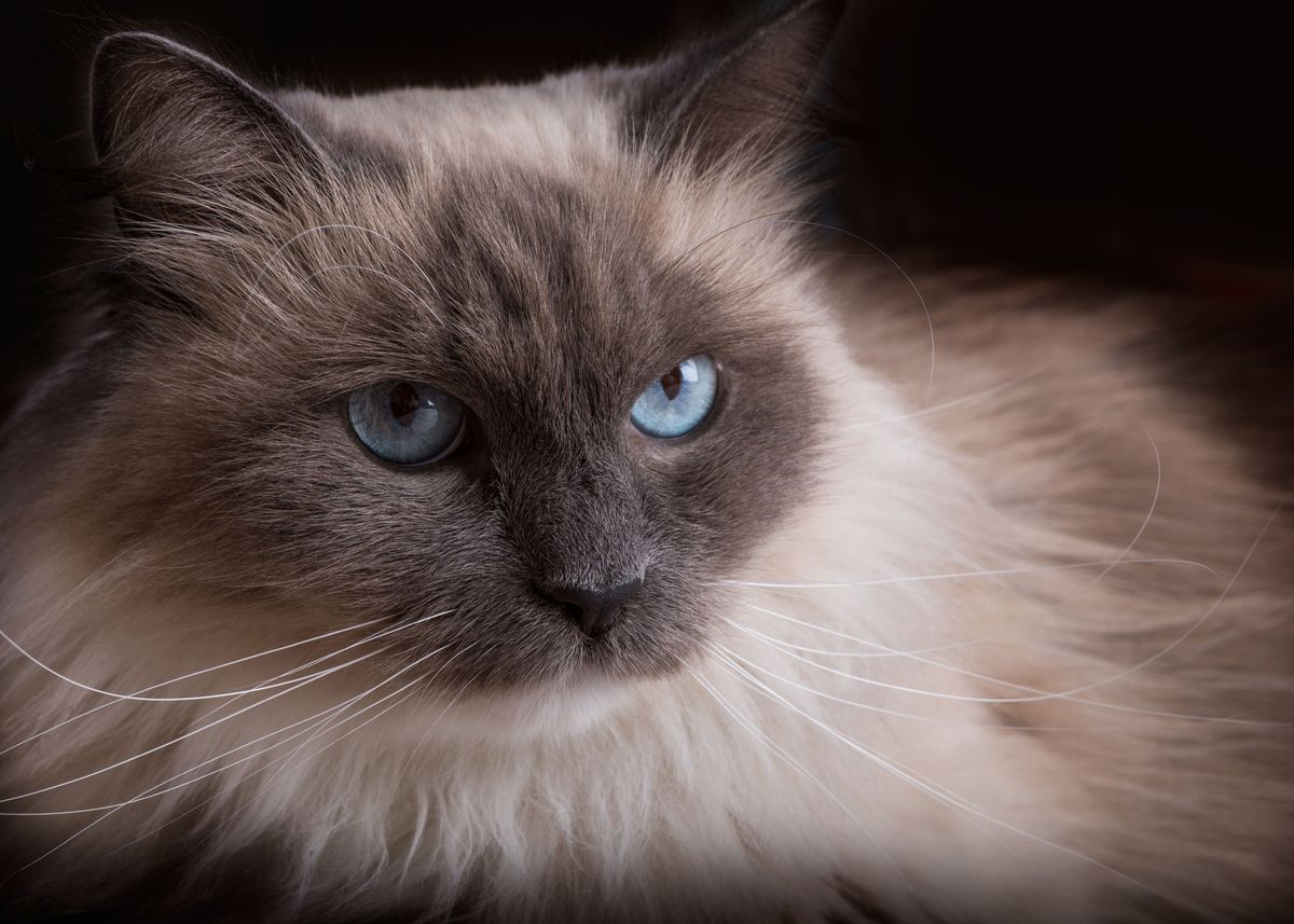 'Beautiful Neva Masquerade ' Poster by Stunning Wallpapers | Displate