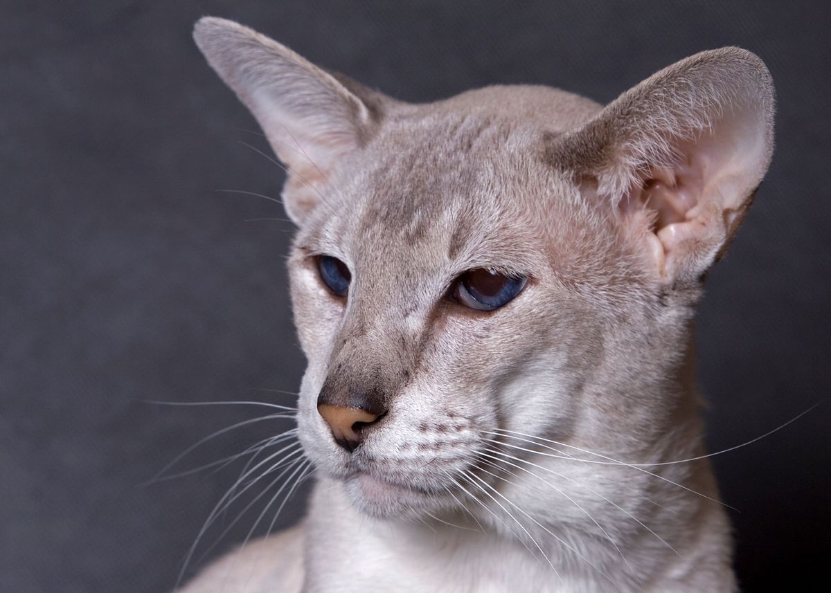 'Siamese Face' Poster by Stunning Wallpapers | Displate