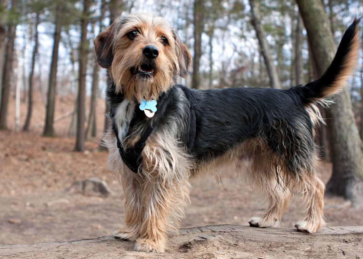 'Borkie Dog In The Woods' Poster by Stunning Wallpapers | Displate