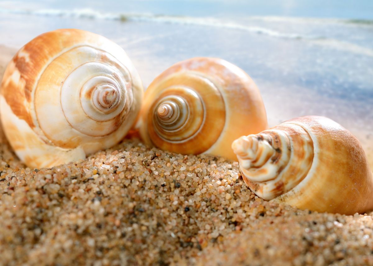 'Sea Shells On The Sandy Be' Poster, picture, metal print, paint by ...