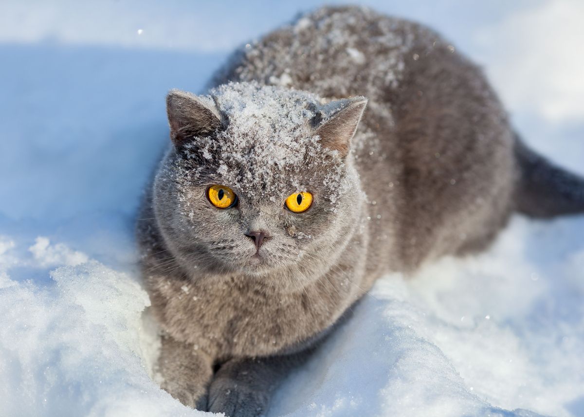 'Covered With Snow Cat Sitt' Poster by Stunning Wallpapers | Displate