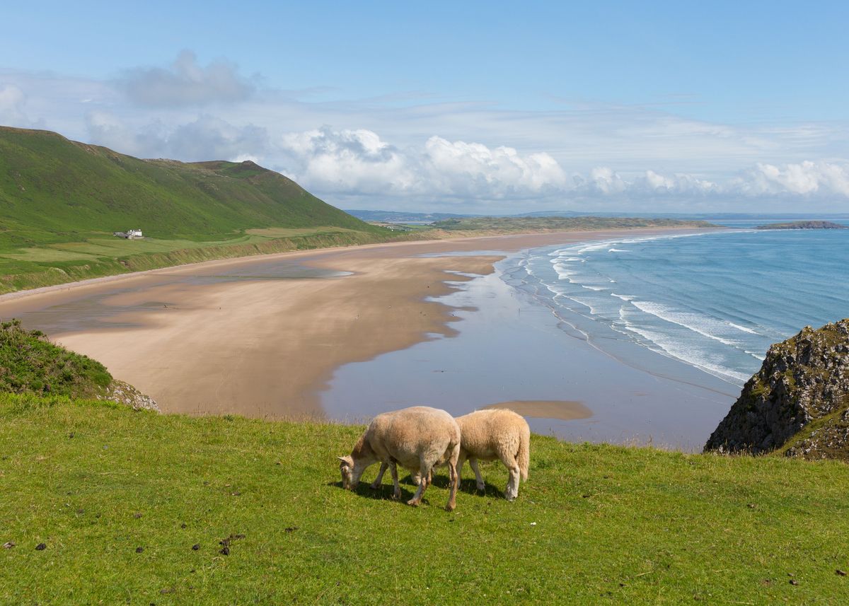 'Sheep Grazing Rhossili Bea' Poster, picture, metal print, paint by ...