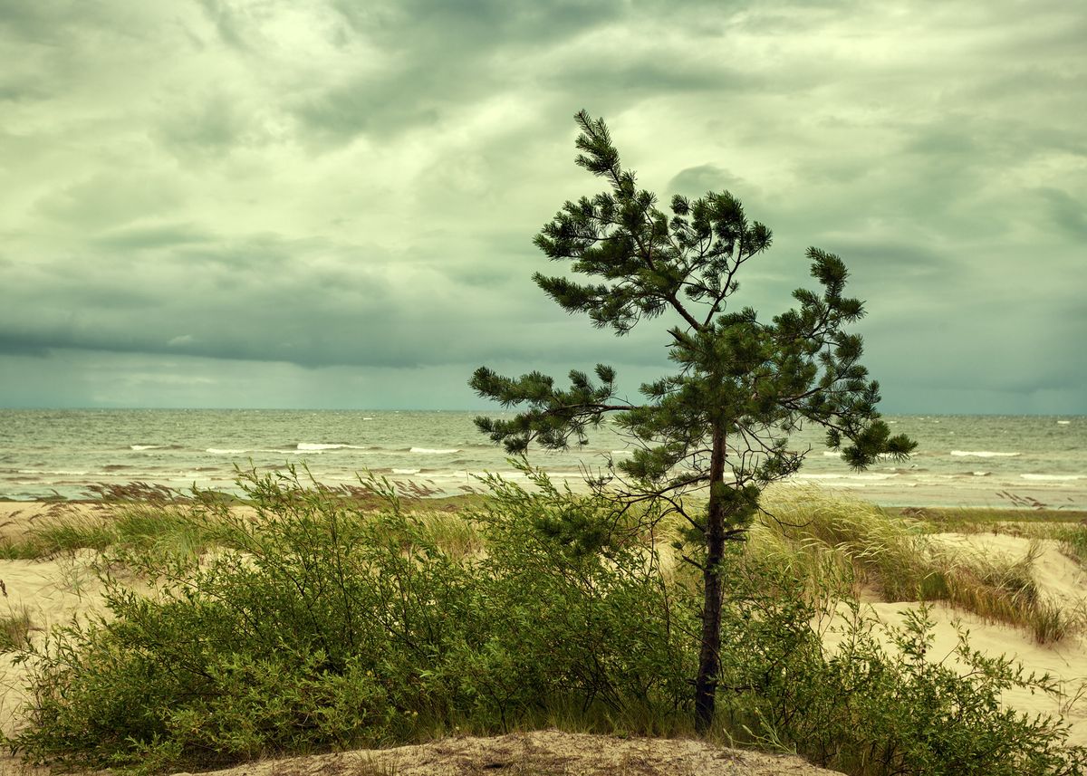 'Pine Tree On The Beach' Poster by Stunning Wallpapers | Displate