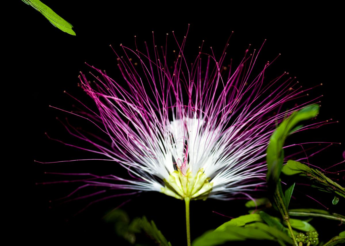 'Edwin Flower 1' Poster by Edwin Urbina | Displate