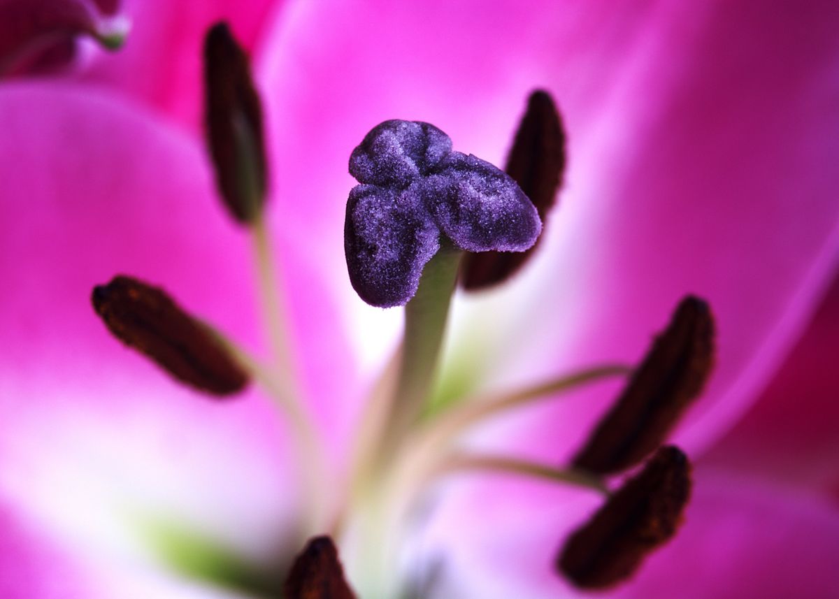 'Pink Anther Flower' Poster by Art Shack | Displate