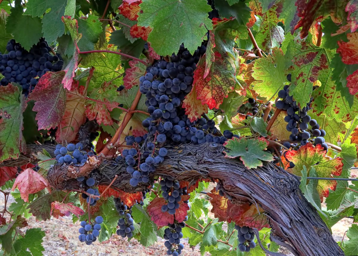 'Fall Harvest Wine Vineyard' Poster by Stephanie Laird | Displate