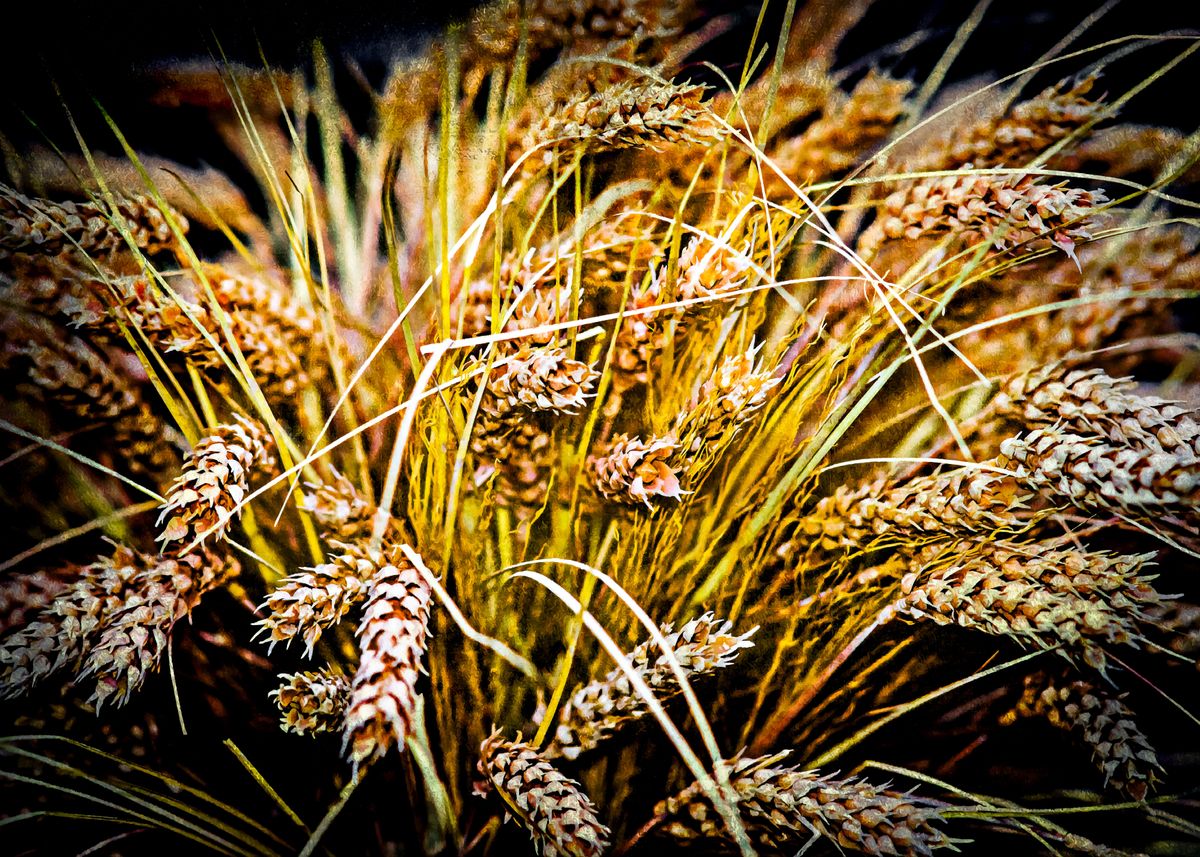 'Heads Of Wheat' Poster by Art Ofphotos | Displate