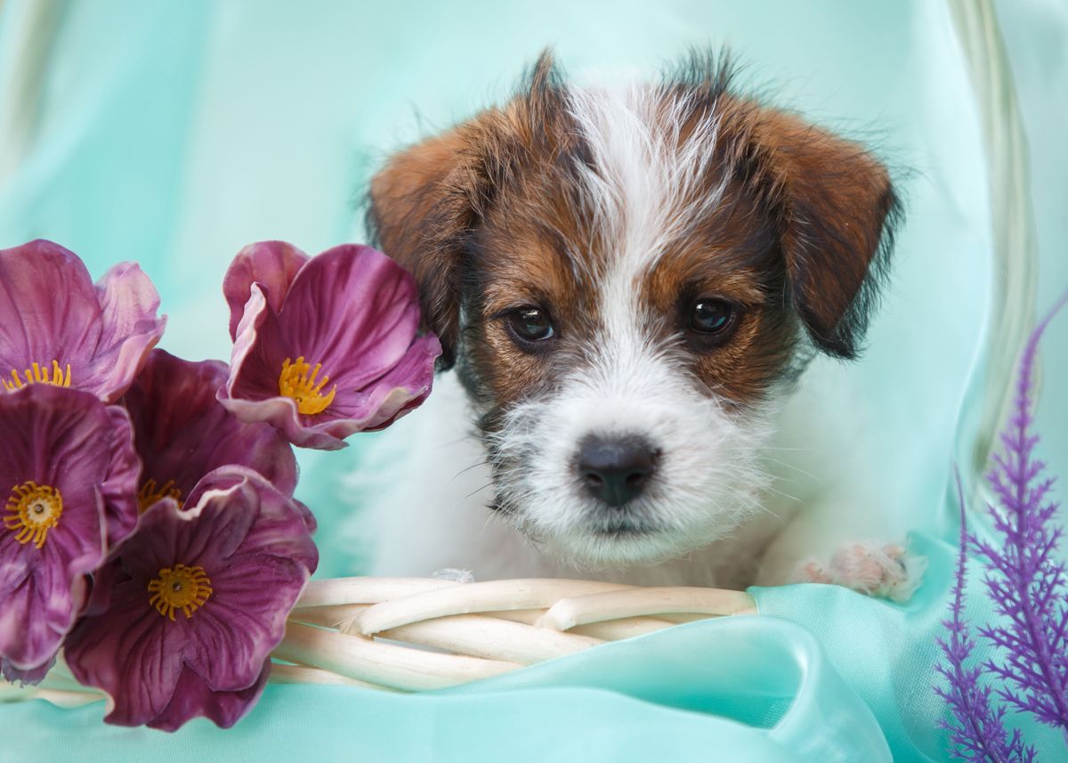 'Cute puppy' Poster, picture, metal print, paint by Naso | Displate