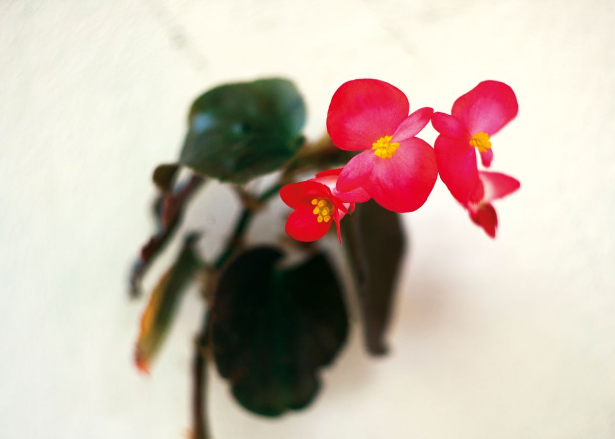 'Red Queen' Poster, picture, metal print, paint by ArsLudens | Displate