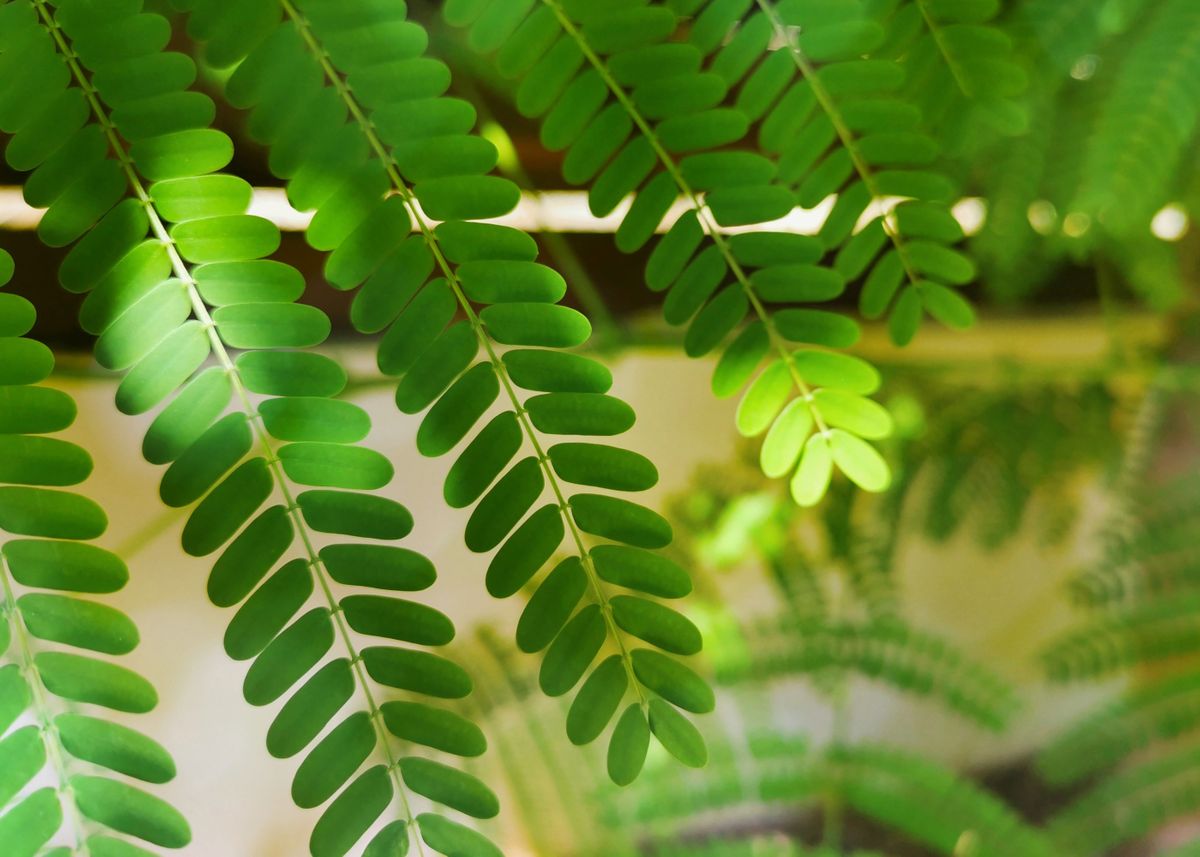 'Green tree leaves' Poster, picture, metal print, paint by Jantana ...