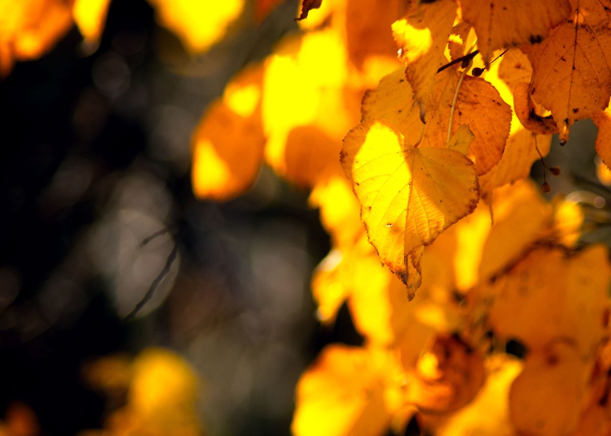 'Autumn Light' Poster by Art Ofphotos | Displate