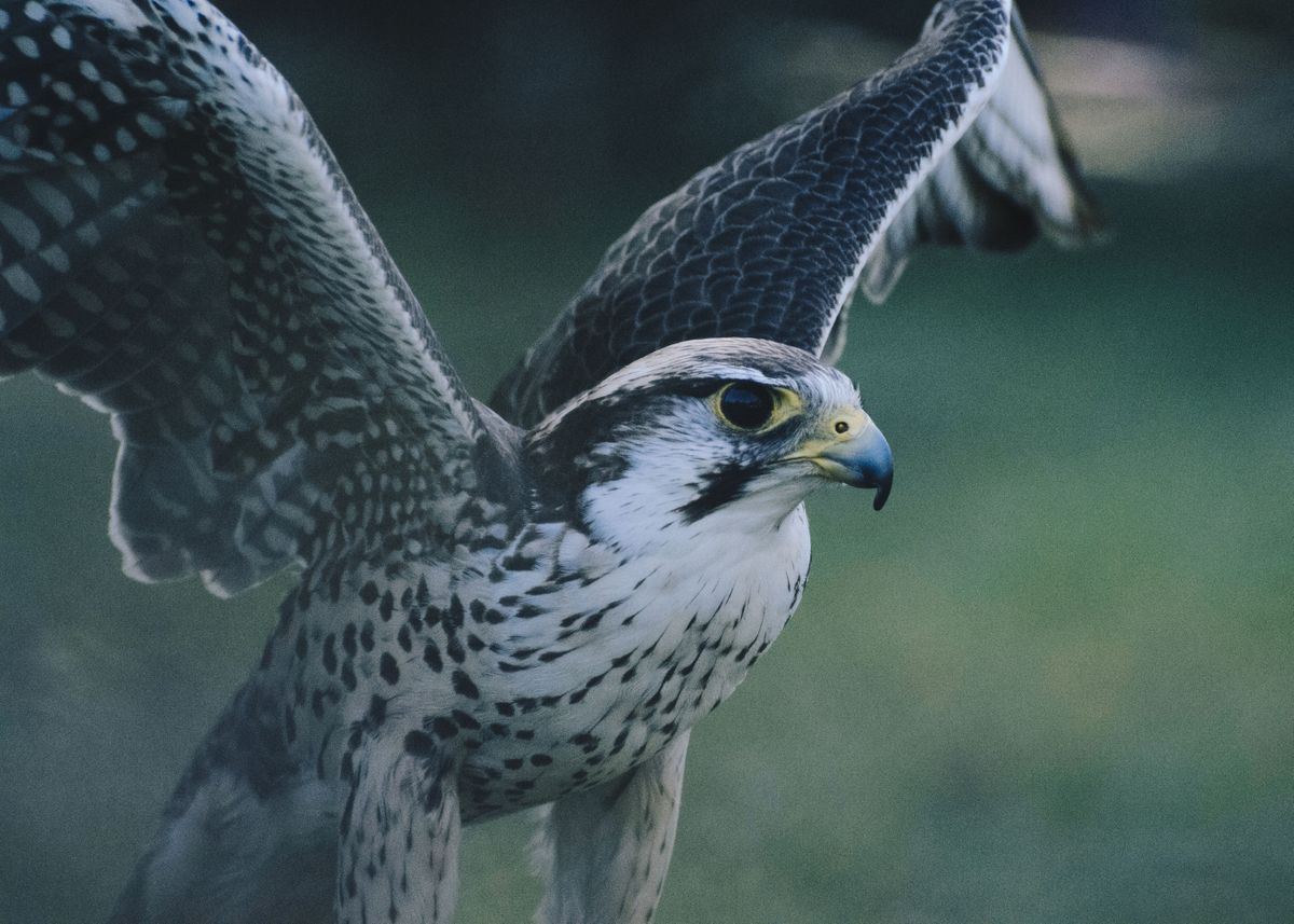 'Hawk' Poster, picture, metal print, paint by Naso | Displate