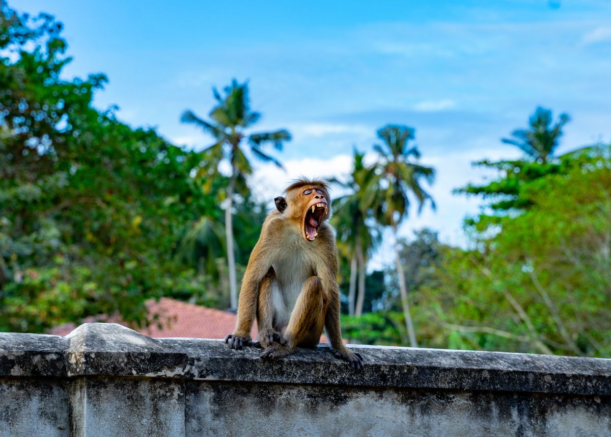 'Yawning Monkey' Poster by Morathil | Displate