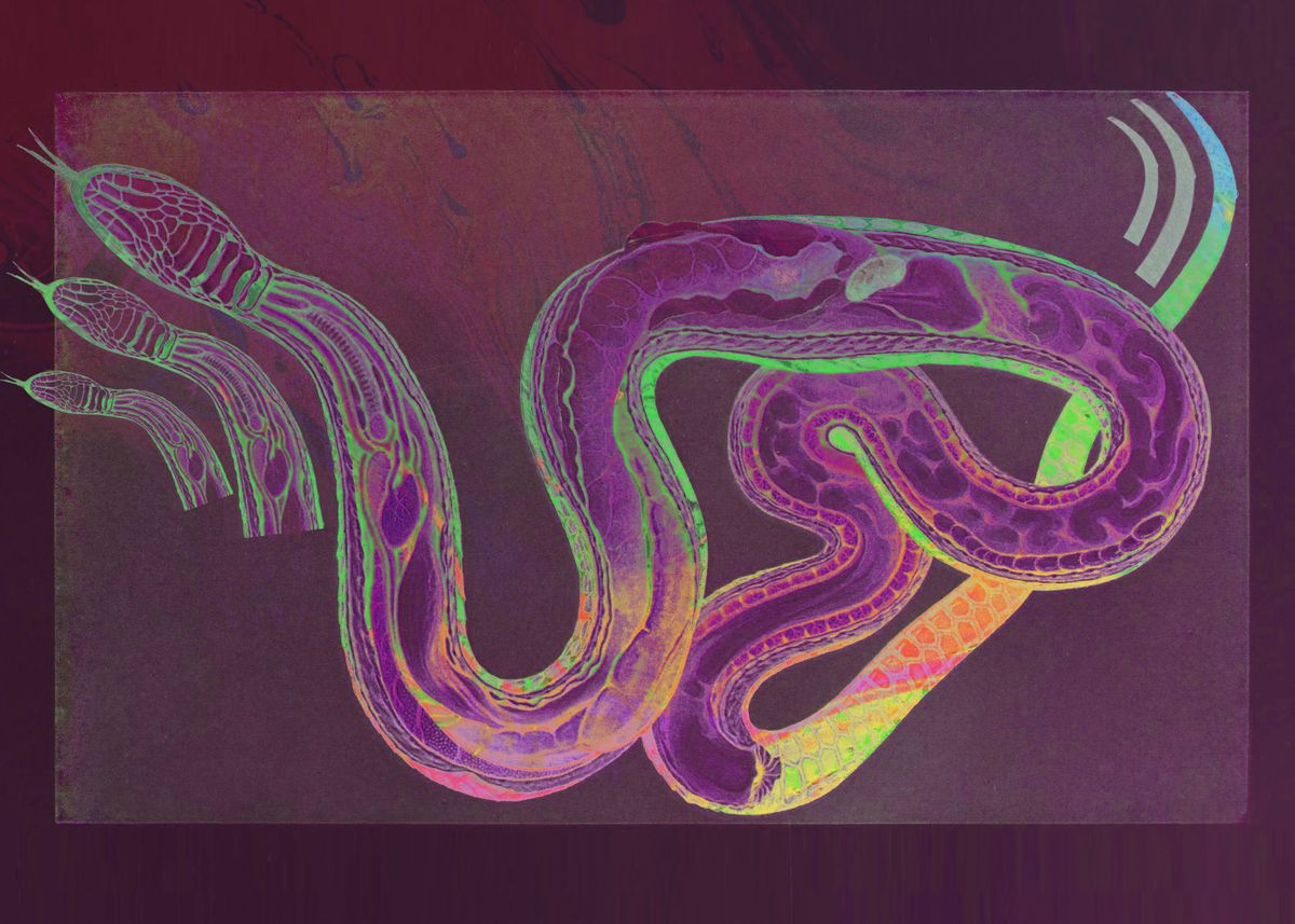 'Anatomy of a Female Snake' Poster, picture, metal print, paint by ...