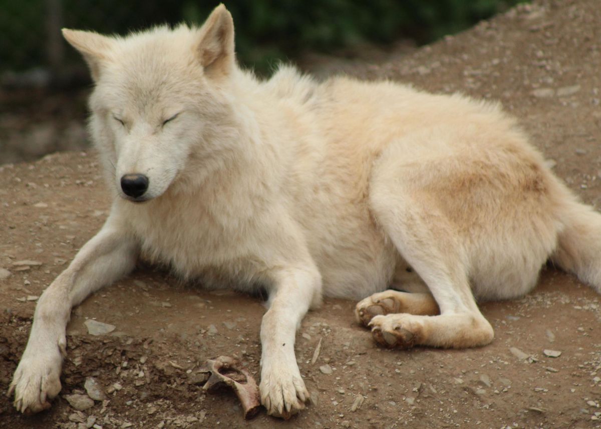 'Pale Wolf' Poster, picture, metal print, paint by Dexter Johnson ...