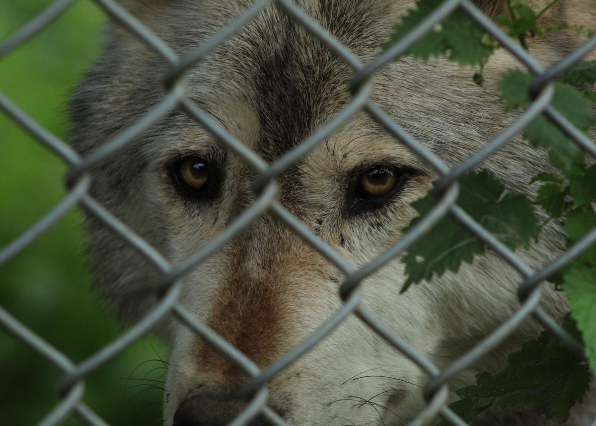 'Caged Wolf' Poster, picture, metal print, paint by Dexter Johnson ...