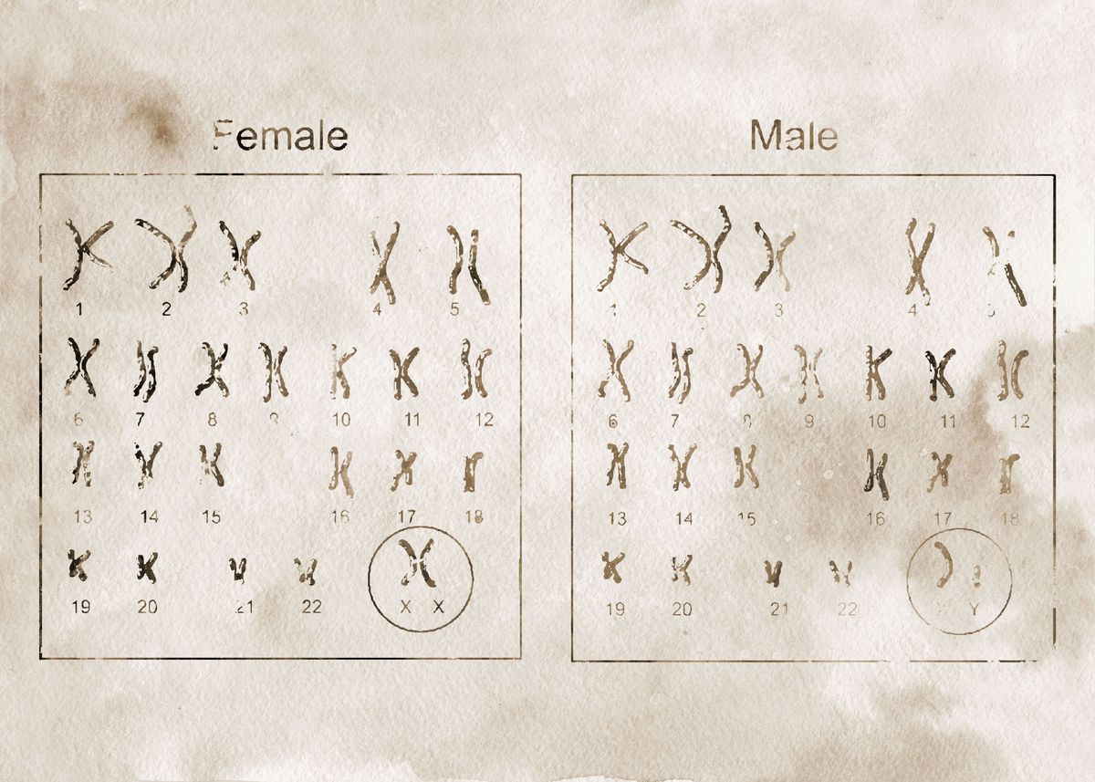 'Chromosome idiogram' Poster by Erzebet Prikel | Displate