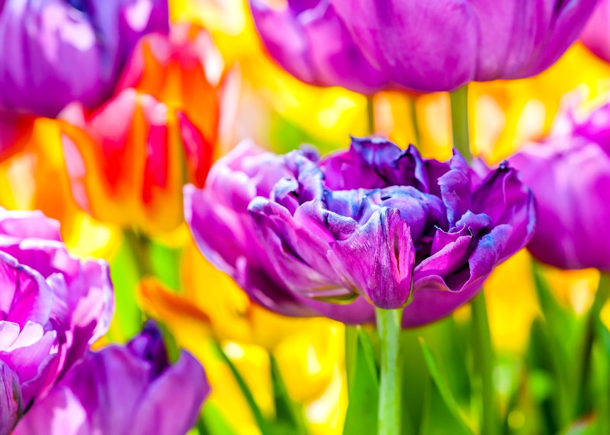 'Tulips Color Festival' Poster by Art Ofphotos | Displate