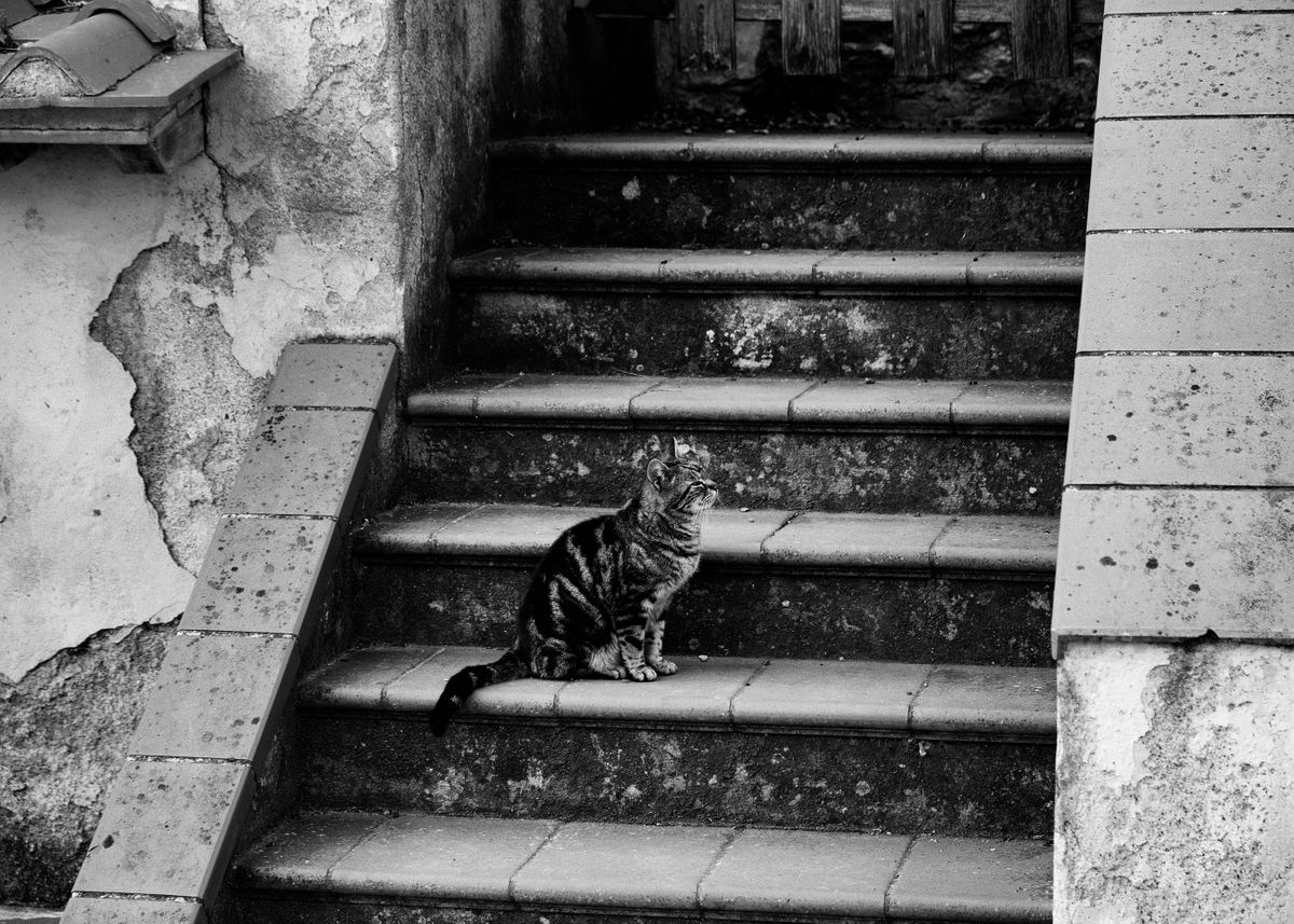 'Cat on stair' Poster by Fabio Omar Maiolino | Displate